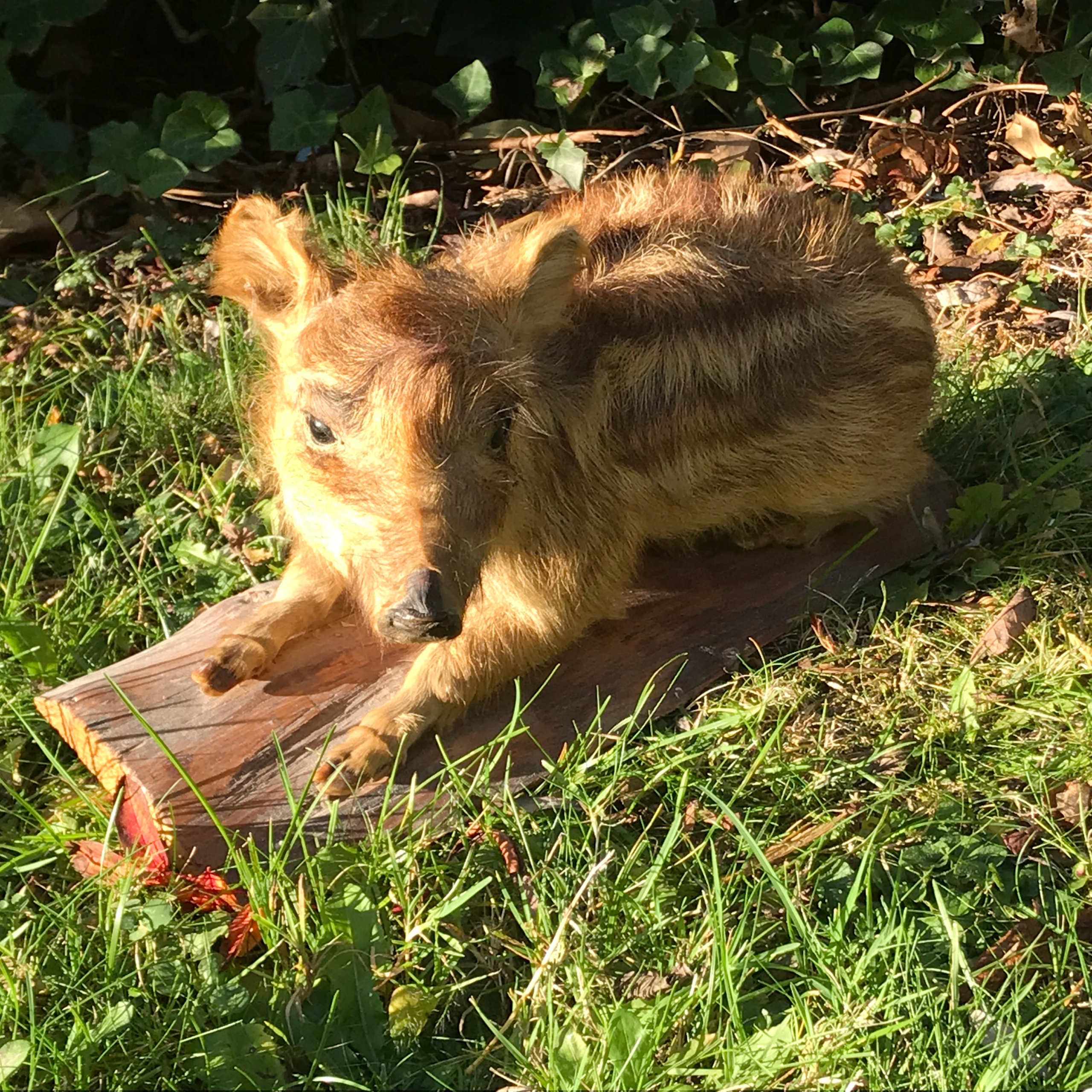 Warchlak młody dzik trofeum myśliwskie - 7655048290 - oficjalne ...